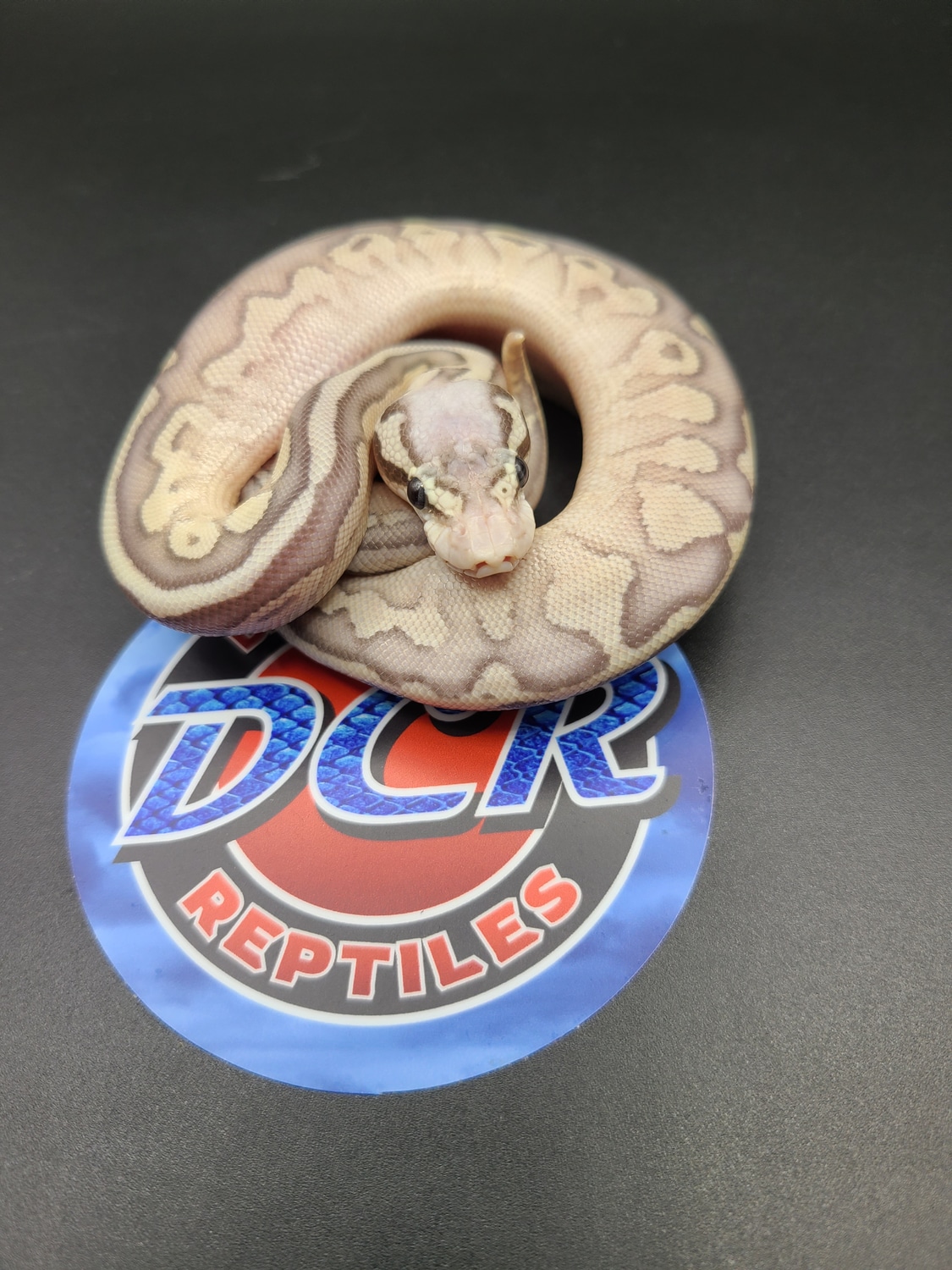 Super Pastel Lesser Fire Poss Calico Het Puzzle Ball Python by Dark ...