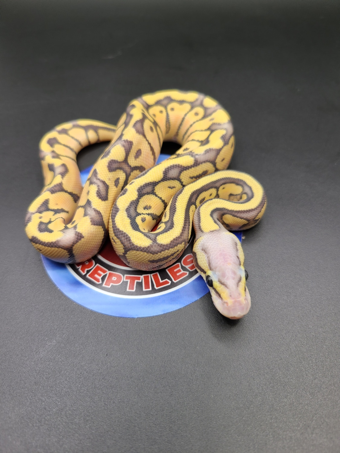 Super Pastel Vanilla 66% Het Puzzle Ball Python by Dark Cloud Reptiles ...