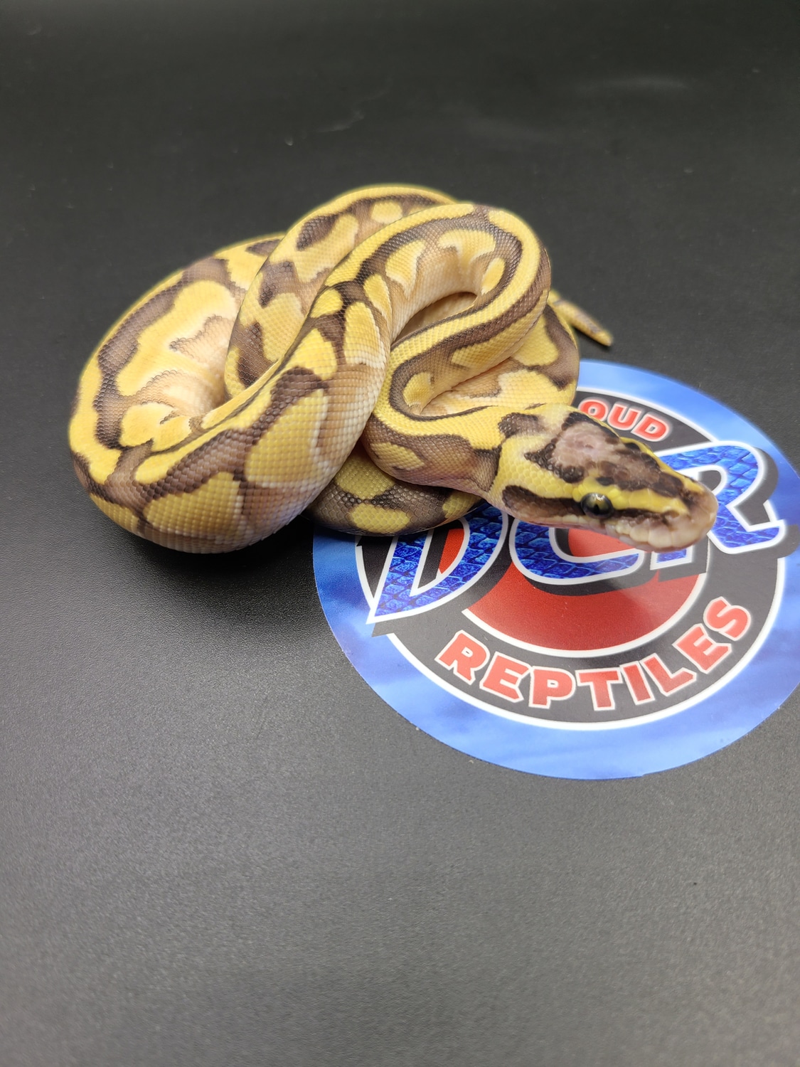 Pastel Butter Enchi Het Clown 50% Het SK Axanthic Ball Python by Dark ...