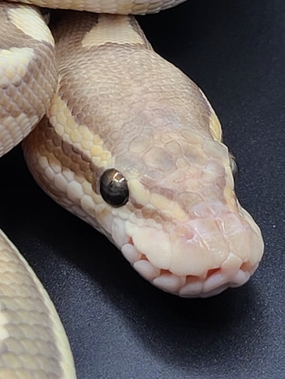 Hypo Butter Vanilla Chocolate Ball Python by Dark Cloud Reptiles
