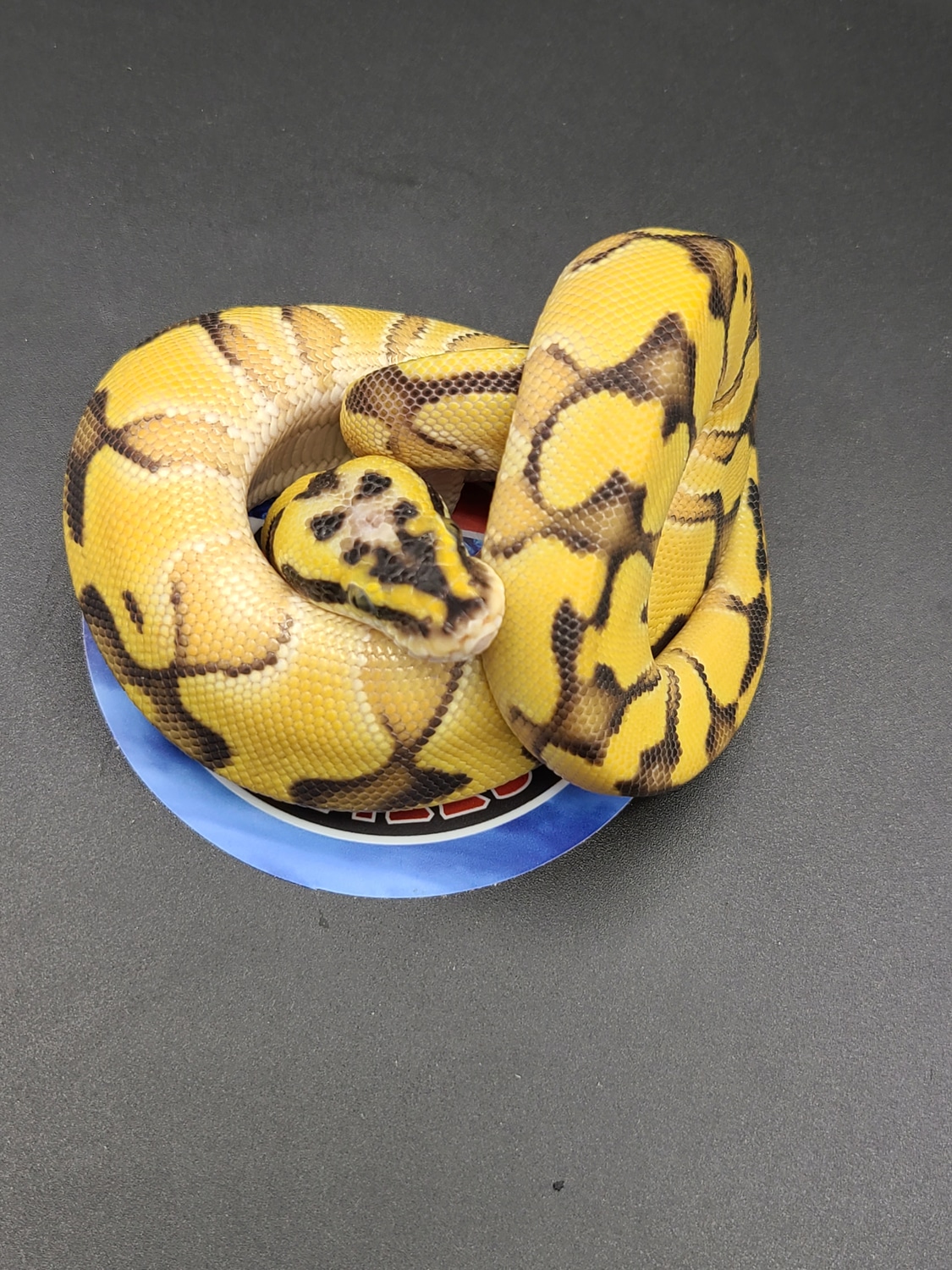 Pastel Butter Super Enchi Het Clown 50% Het SK Axanthic Ball Python by ...