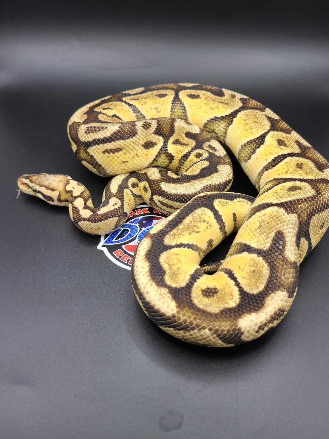 Pastel Vanilla Ball Python by Dark Cloud Reptiles - MorphMarket