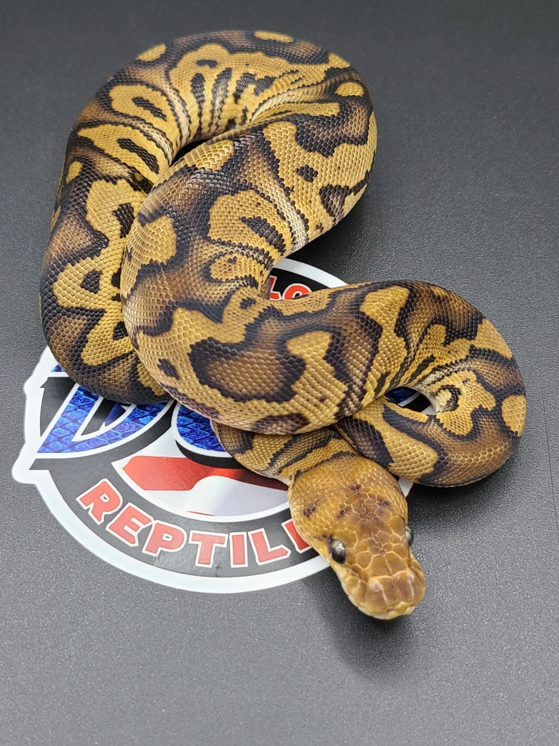 Mahogany Clown Ball Python by Dark Cloud Reptiles - MorphMarket