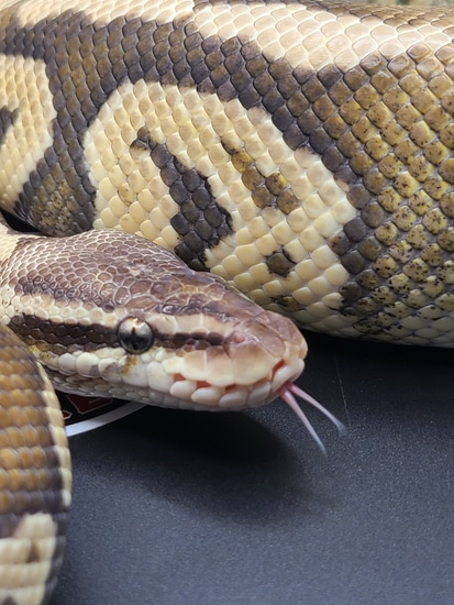 Super Pastel Mystic Trick Ball Python by Dark Cloud Reptiles