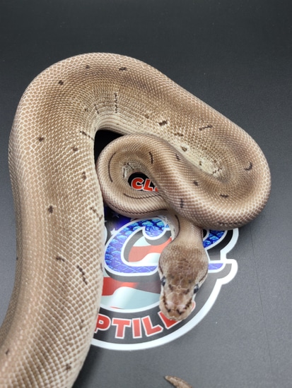 VPI Axanthic Leopard Spinner Ball Python by Dark Cloud Reptiles