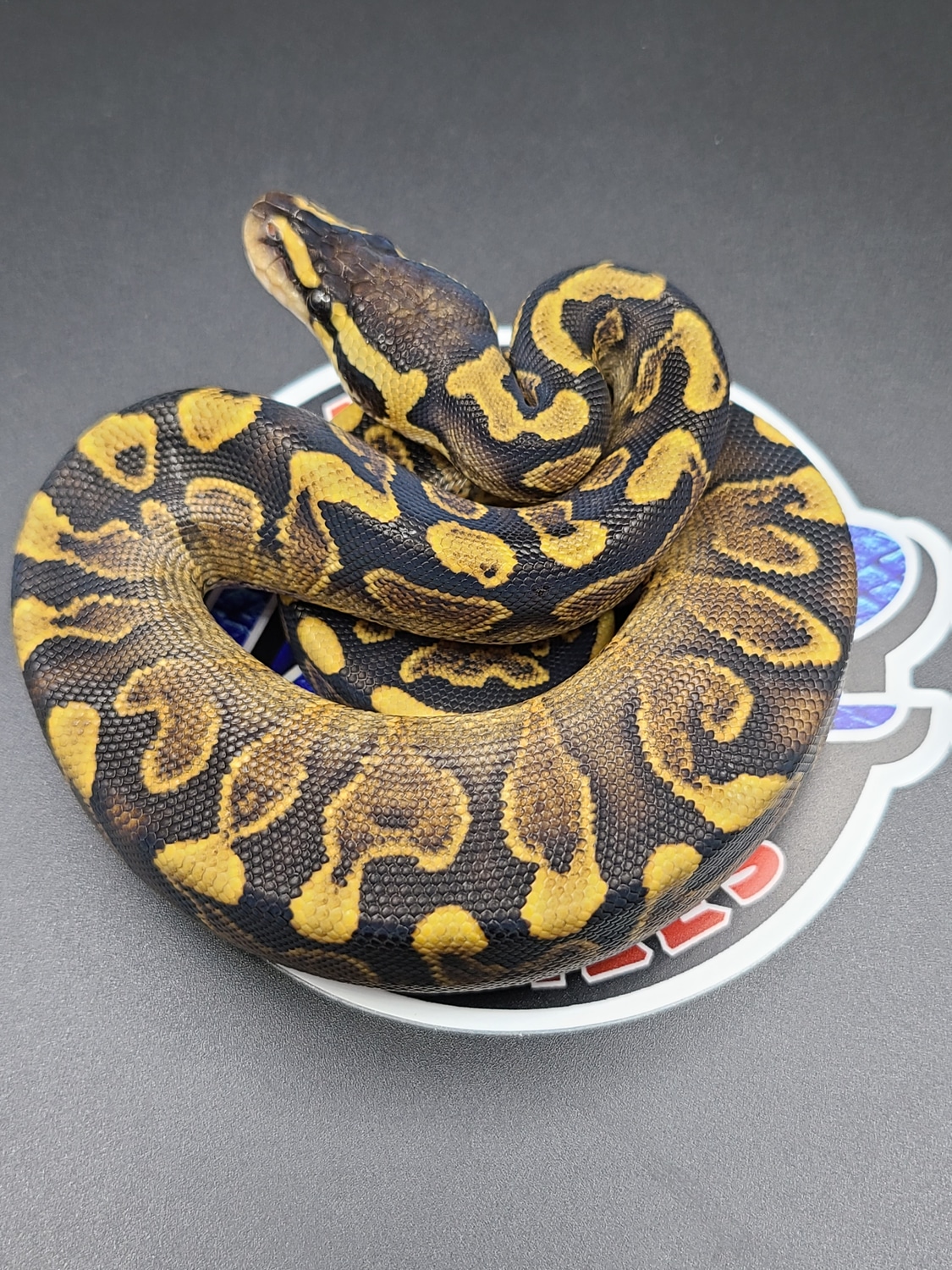 GHI Enchi YB DH Hypo Puzzle Ball Python by Dark Cloud Reptiles ...