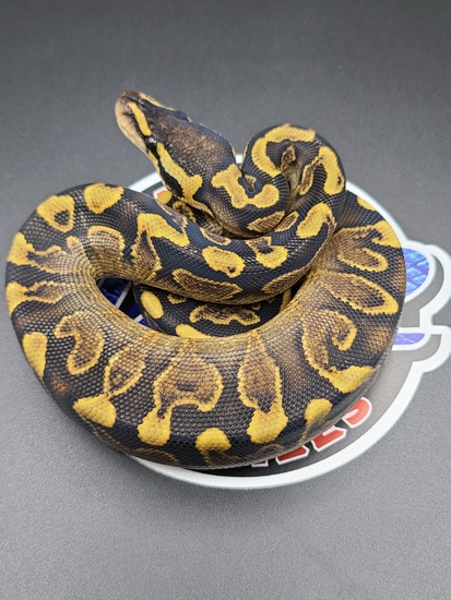 GHI Enchi YB DH Hypo Puzzle Ball Python by Dark Cloud Reptiles