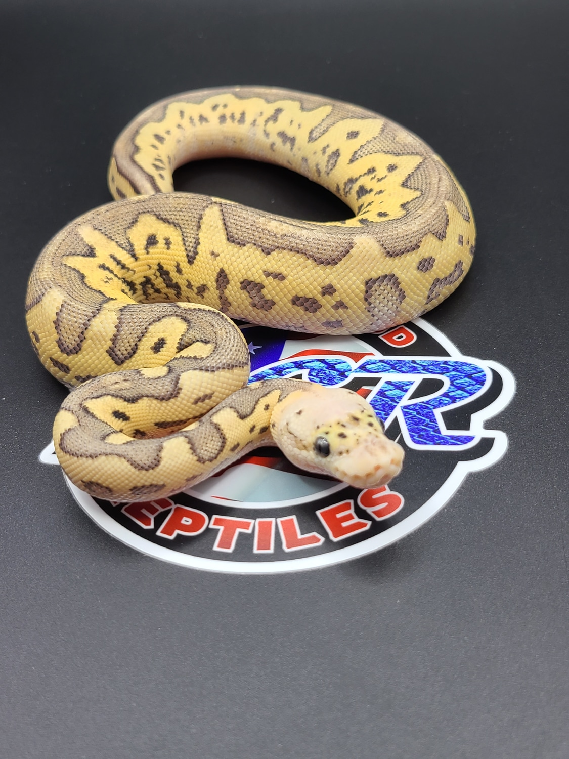Super Pastel Clown Ball Python by Dark Cloud Reptiles - MorphMarket