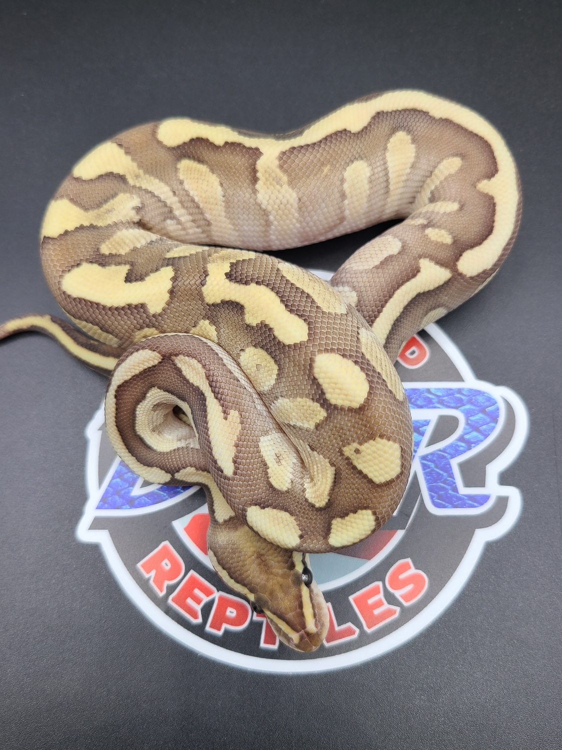 Lesser Vanilla OD Ball Python by Dark Cloud Reptiles - MorphMarket