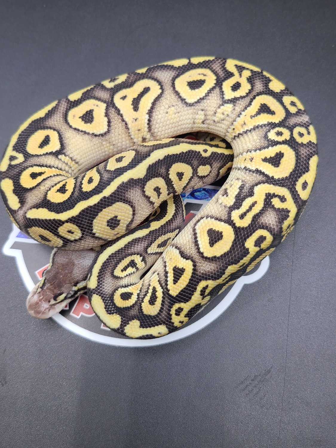 Super Pastel Mystic Trick Ball Python by Dark Cloud Reptiles - MorphMarket