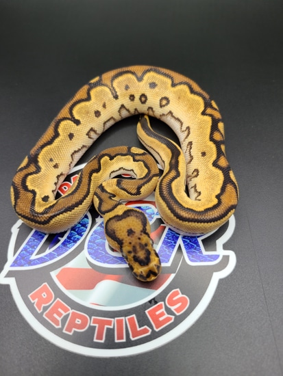 OD Calico Clown Ball Python by Dark Cloud Reptiles