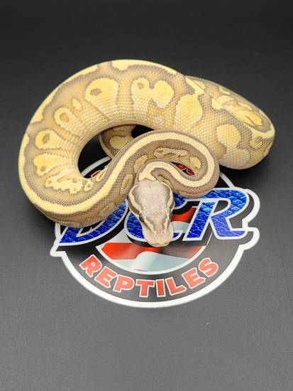 Hypo Pastel Butter Vanilla Chocolate Ball Python by Dark Cloud Reptiles
