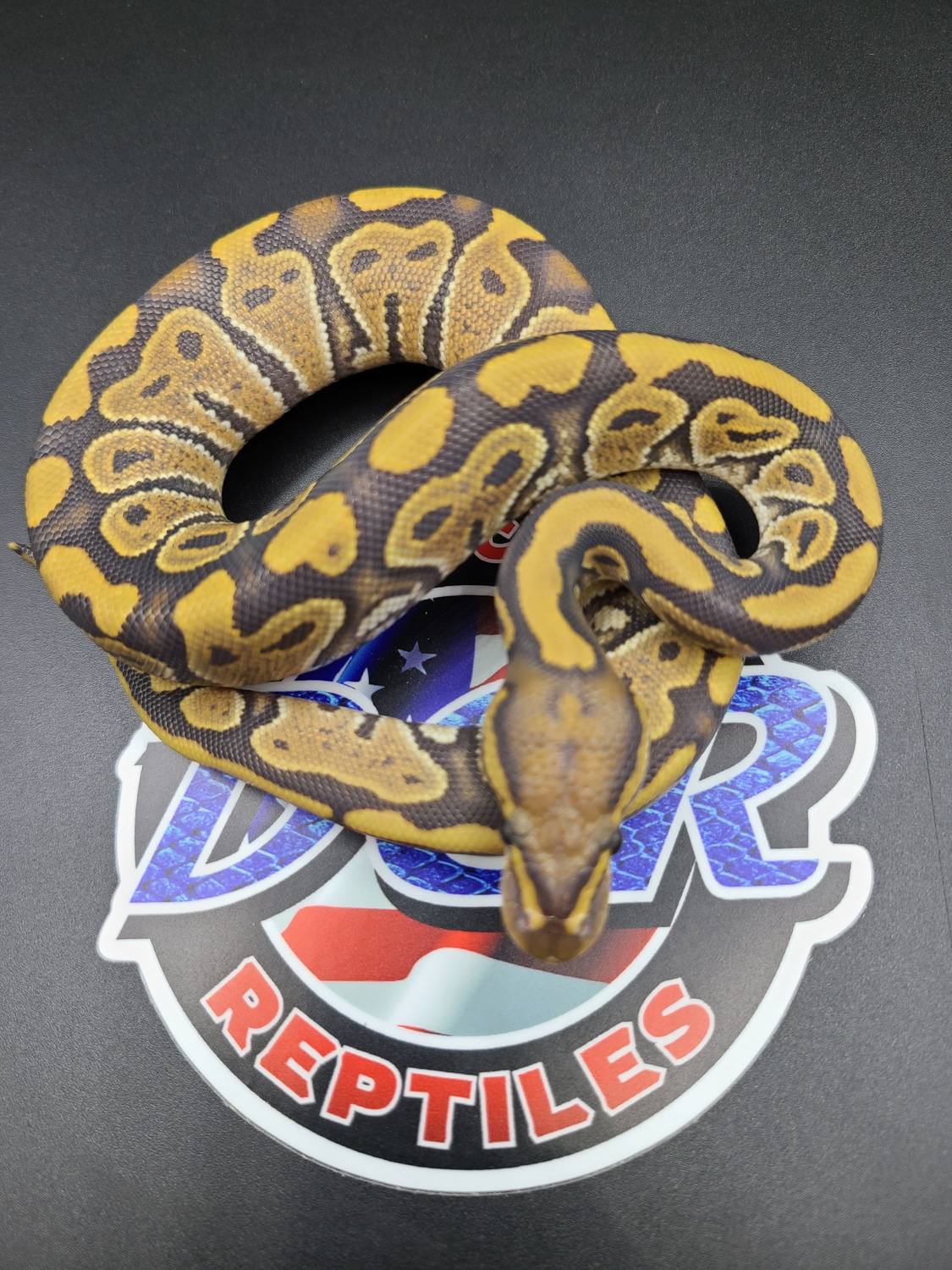 Hypo Het Puzzle Ball Python by Dark Cloud Reptiles - MorphMarket