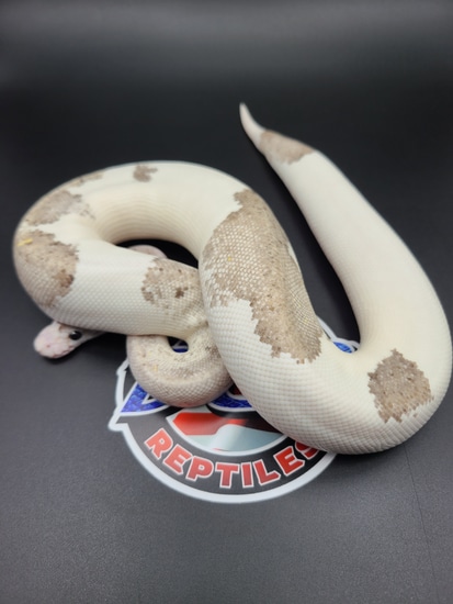 Super Pastel Grey Matter Ball Python by Dark Cloud Reptiles