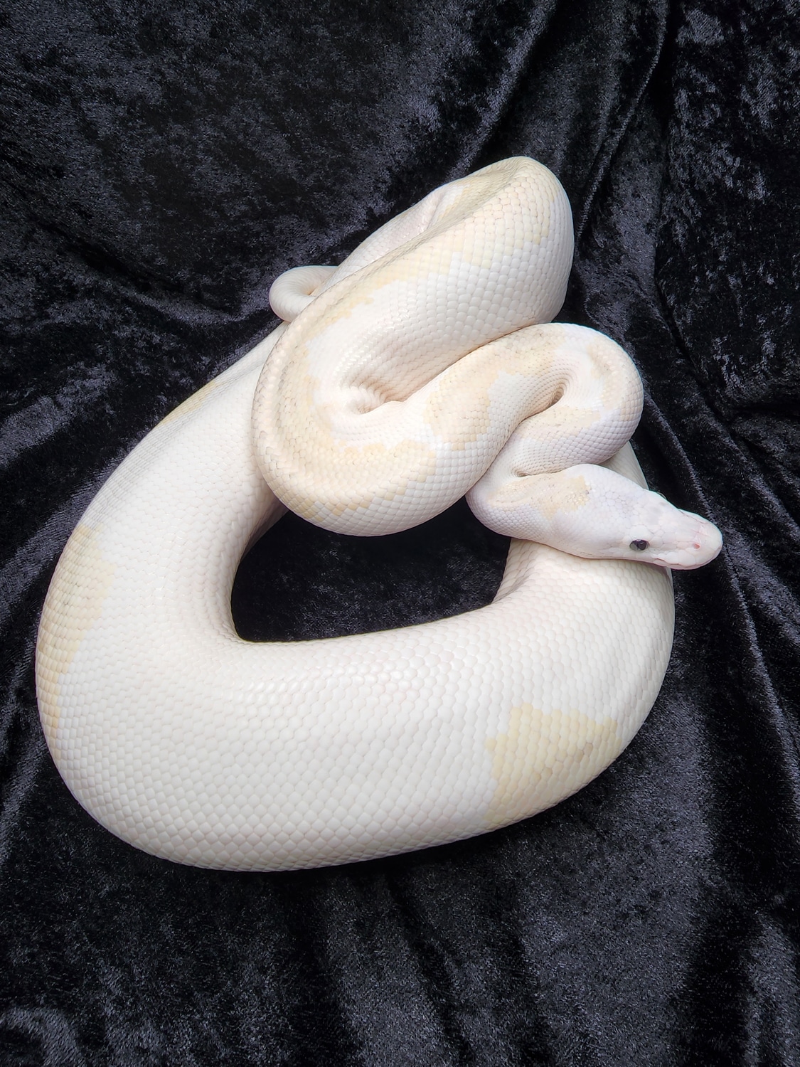 Hypo Super Ember Ball Python by Dark Cloud Reptiles - MorphMarket