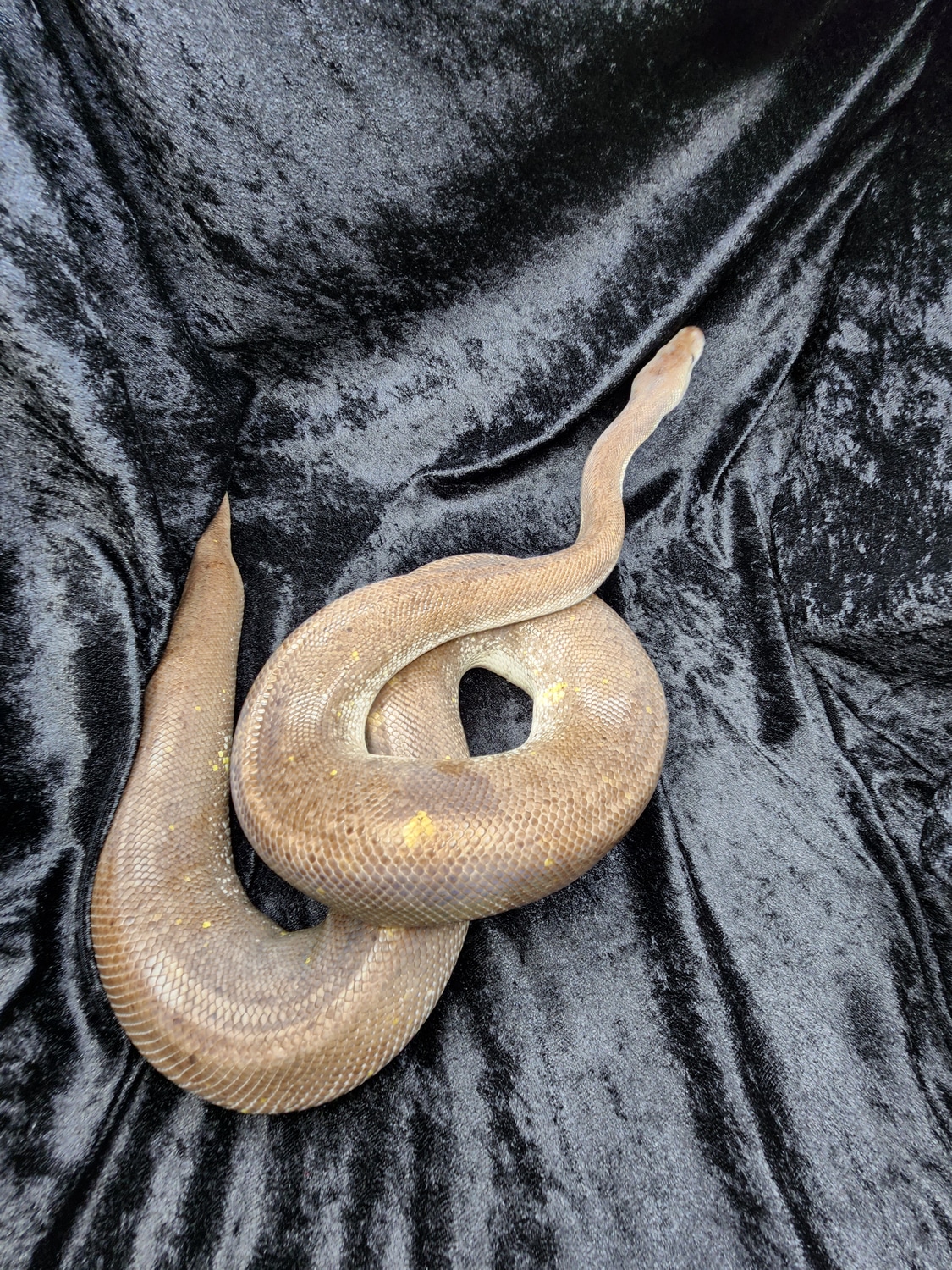 Pastel Super Cinnamon Ball Python by Dark Cloud Reptiles - MorphMarket
