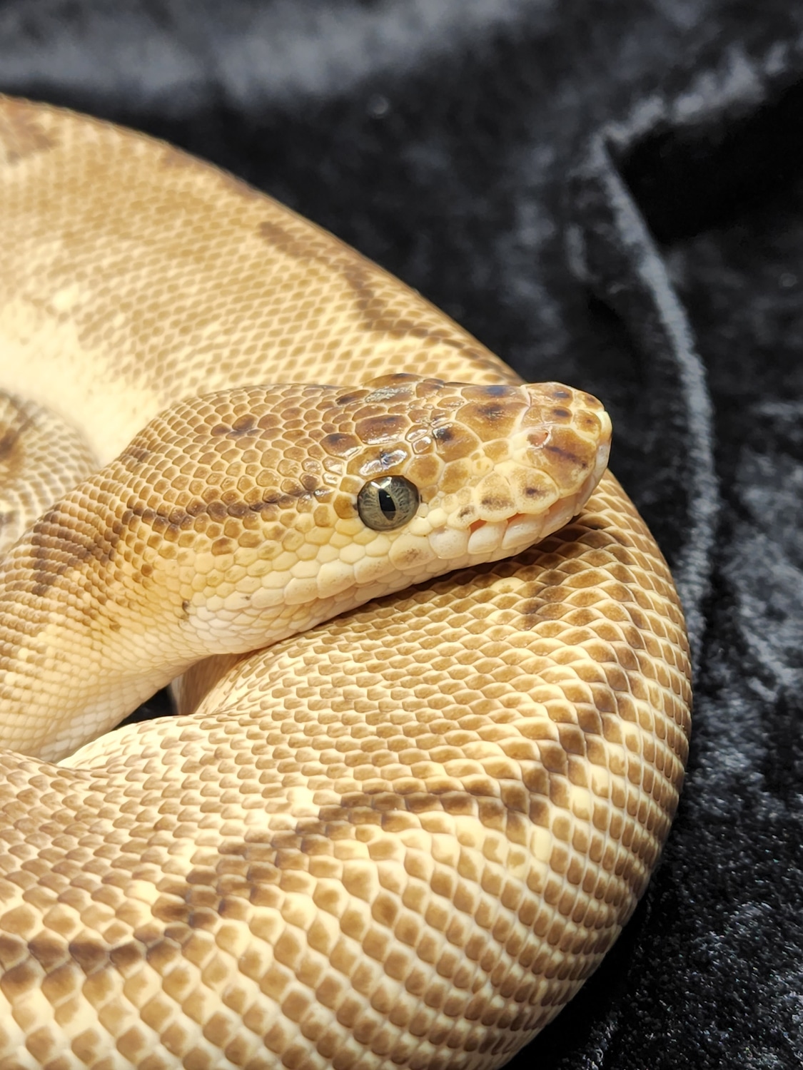 Orange Dream Pin Clown Ball Python by Dark Cloud Reptiles - MorphMarket