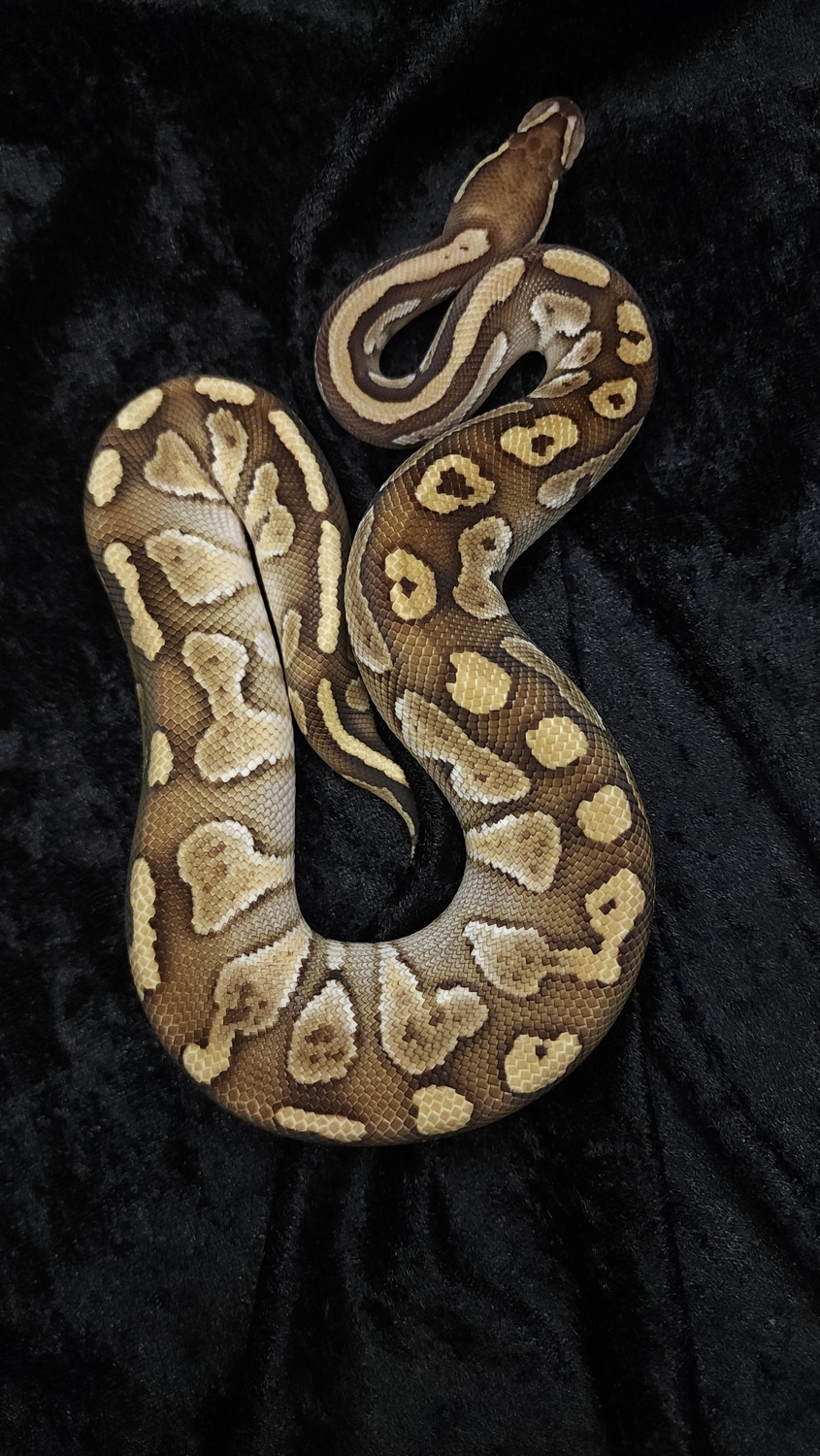 Lesser Hetari Granite Ball Python by Dark Cloud Reptiles - MorphMarket