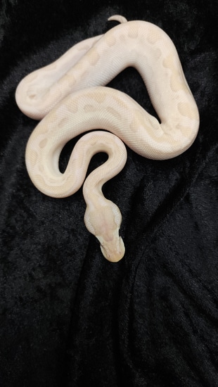 Pastel Banana Bamboo Puzzle Poss YB Fluff Ball Python by Dark Cloud ...