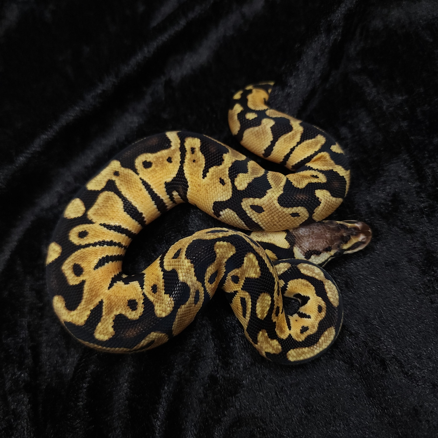 Pastel OD 66% Dh Puzzle Clown Ball Python by Dark Cloud Reptiles ...