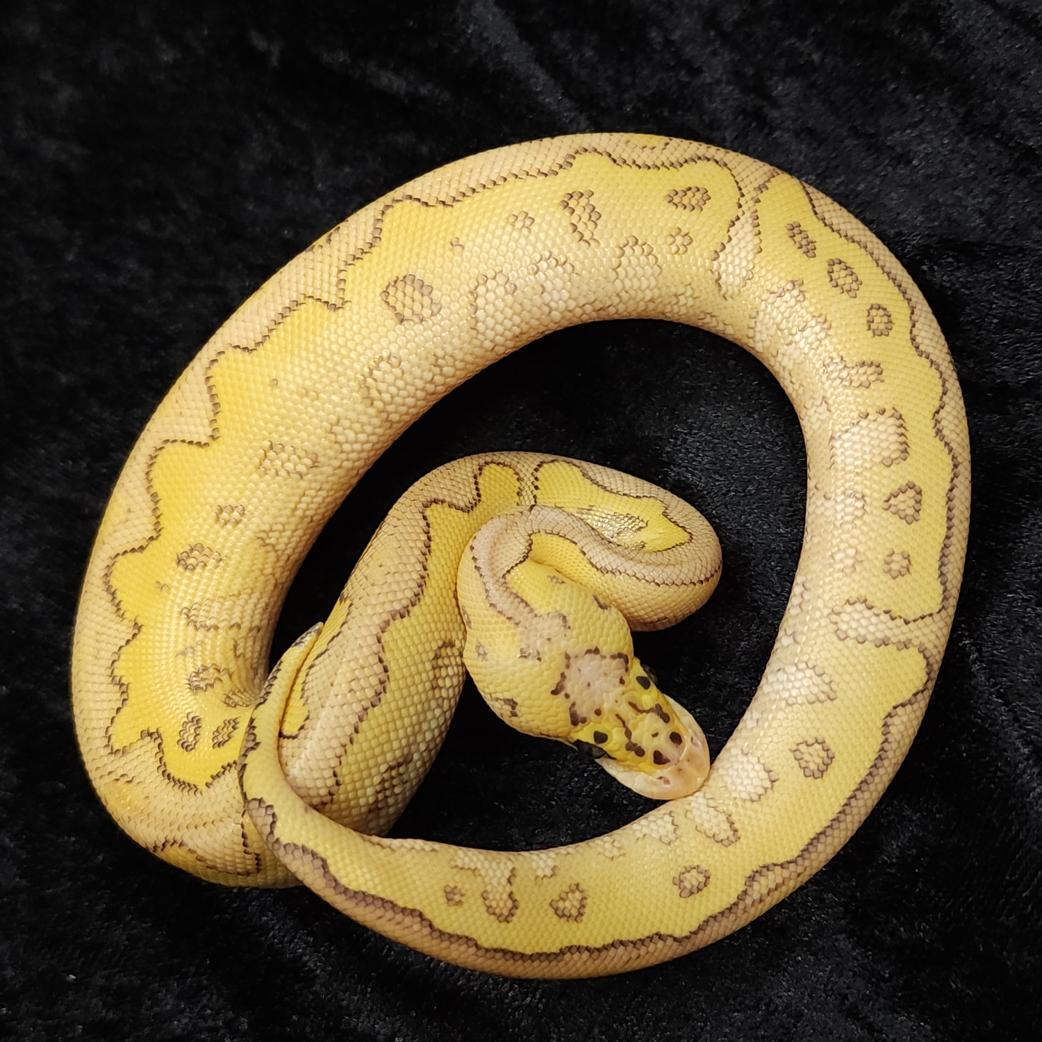 Firefly Lesser YB/Specter Clown Ball Python by Dark Cloud Reptiles ...