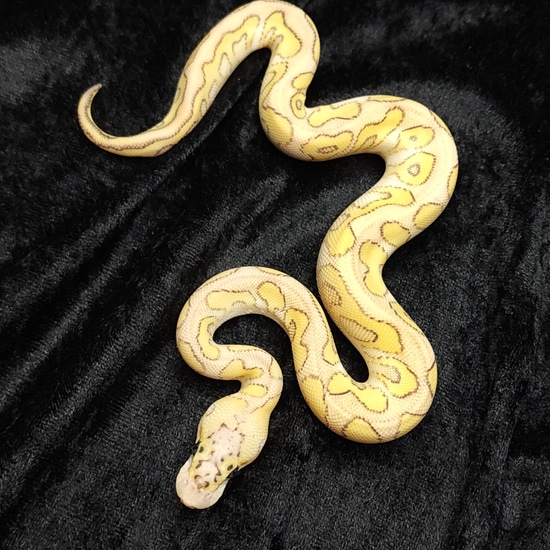 Super Pastel Butter Mahogany Clown Poss YB Ball Python by Dark Cloud ...