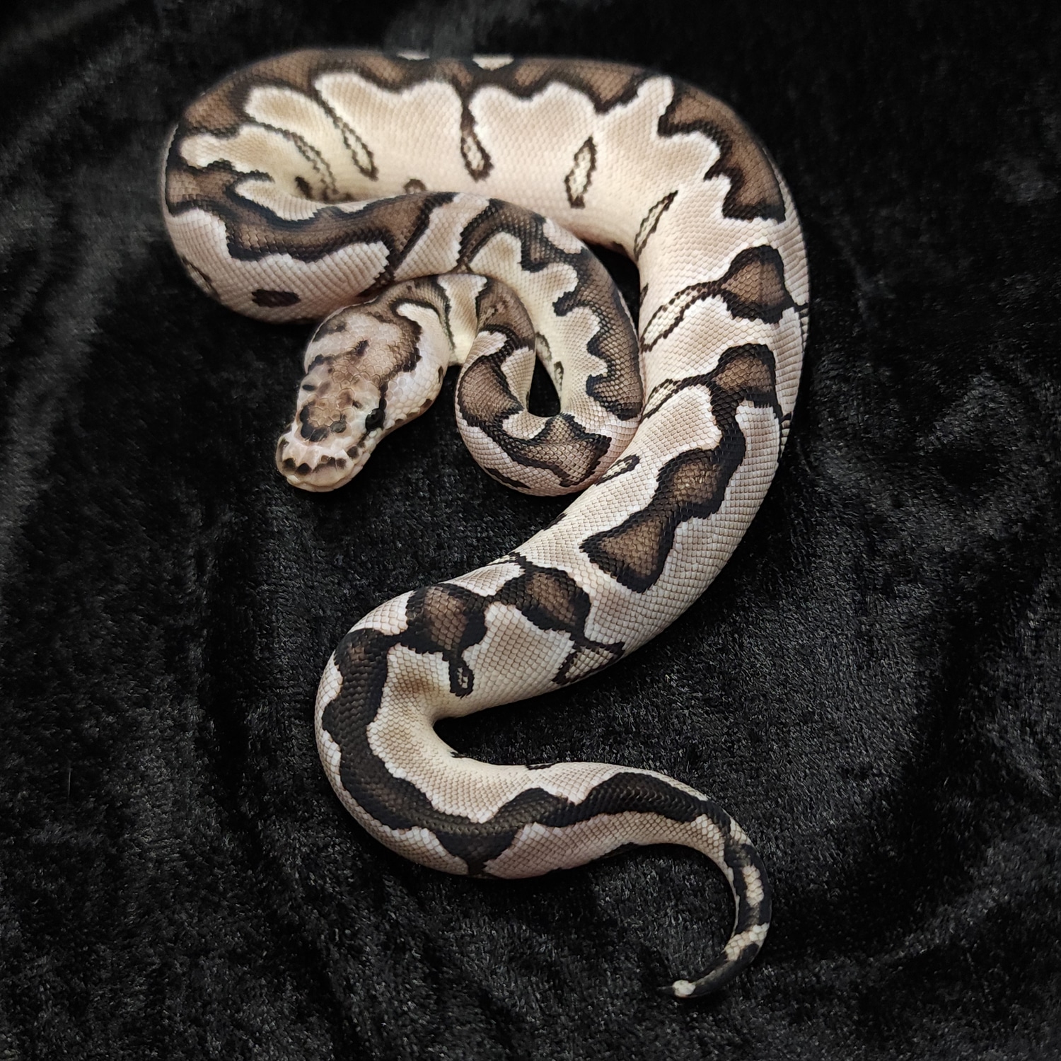 TSK Axanthic Clown Ball Python by Dark Cloud Reptiles - MorphMarket