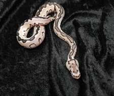 Enchi TSK Axanthic Clown Ball Python by Dark Cloud Reptiles - MorphMarket