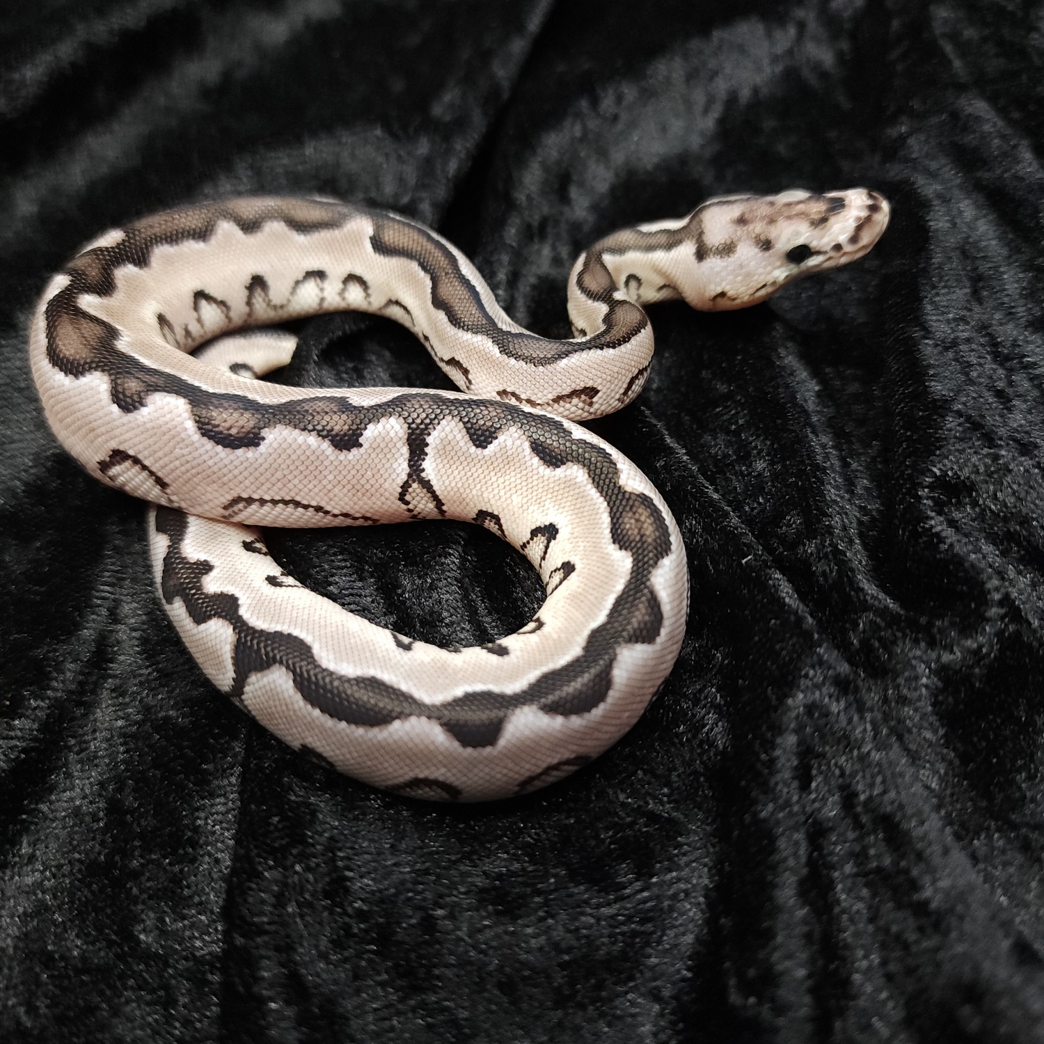 Enchi TSK Axanthic Clown Ball Python by Dark Cloud Reptiles - MorphMarket