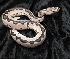 Enchi TSK Axanthic Clown Ball Python by Dark Cloud Reptiles - MorphMarket