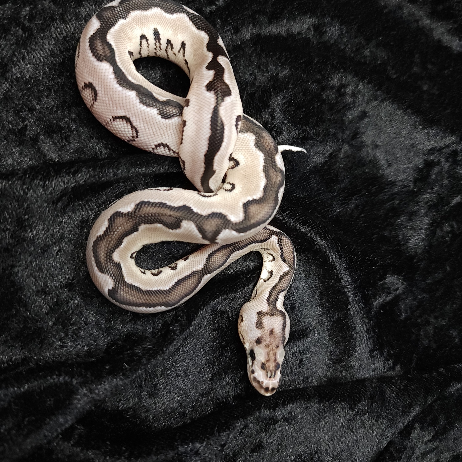 Enchi TSK Axanthic Clown Ball Python by Dark Cloud Reptiles - MorphMarket