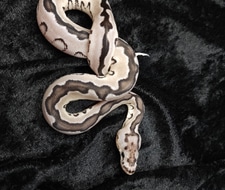 Enchi TSK Axanthic Clown Ball Python by Dark Cloud Reptiles - MorphMarket