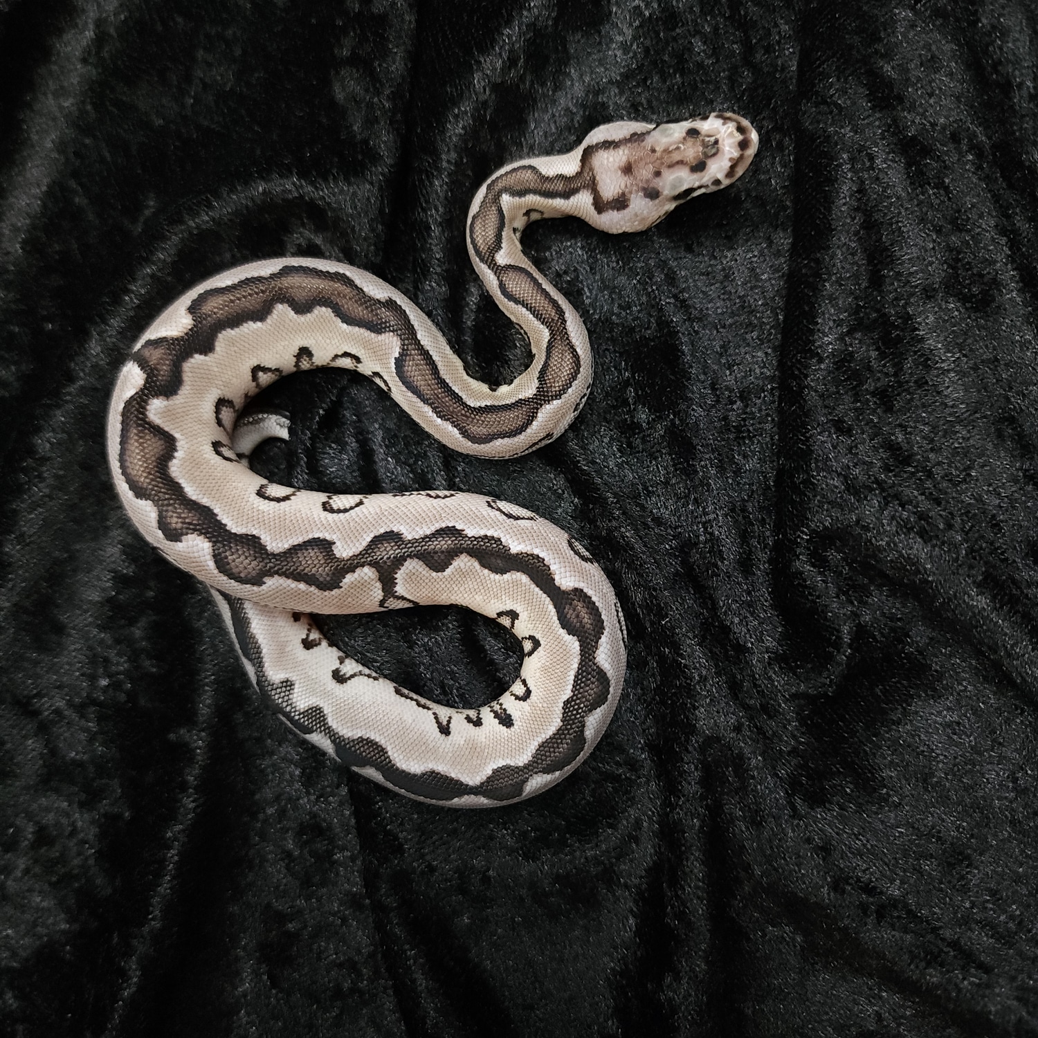 Enchi TSK Axanthic Clown Ball Python by Dark Cloud Reptiles - MorphMarket