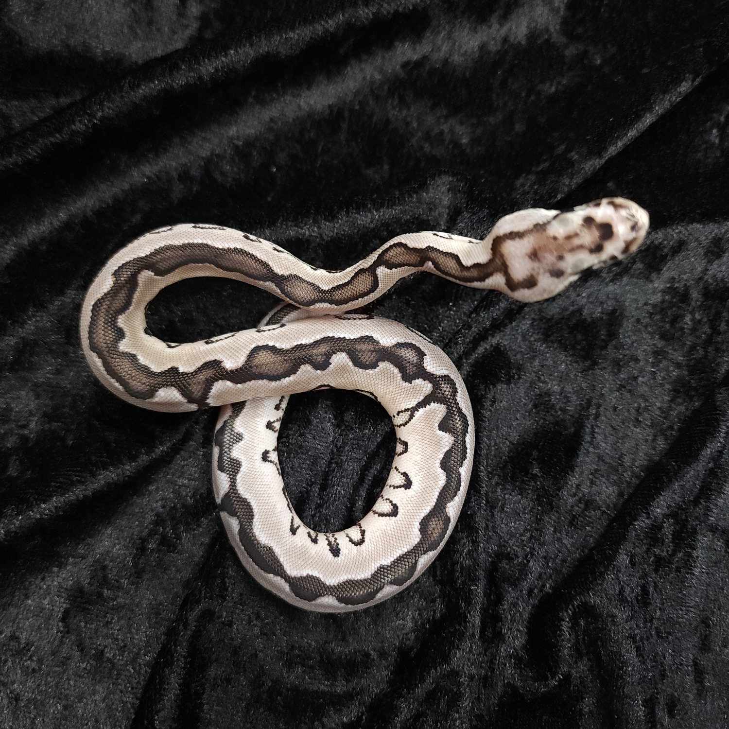 Enchi TSK Axanthic Clown Ball Python by Dark Cloud Reptiles - MorphMarket