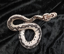 Enchi TSK Axanthic Clown Ball Python by Dark Cloud Reptiles - MorphMarket