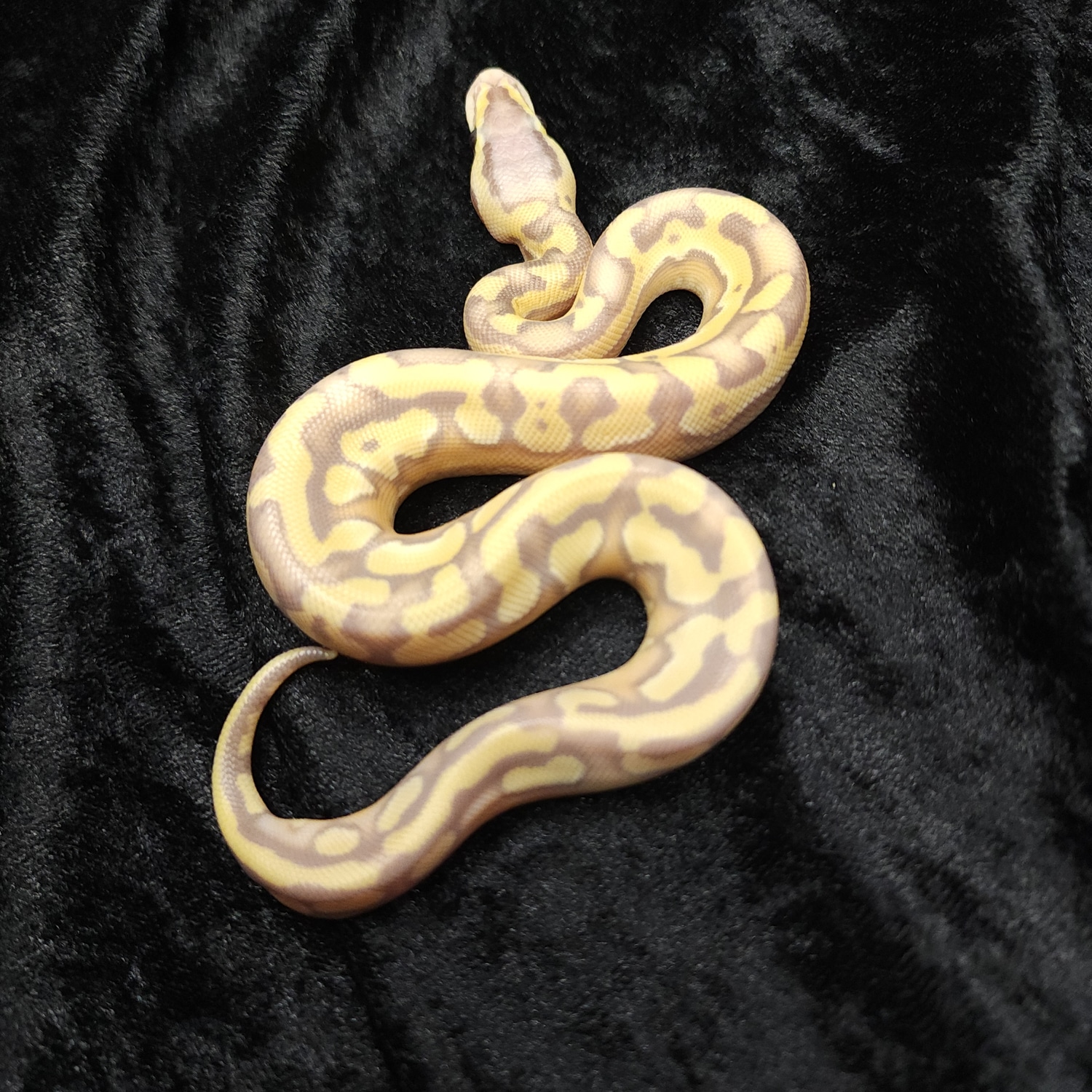 Super Pastel Mojave Banana Fluff Probable YB Puzzle Ball Python by Dark ...