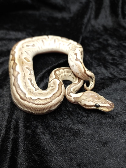 Bamboo Leopard Het Puzzle Ball Python by Dark Cloud Reptiles