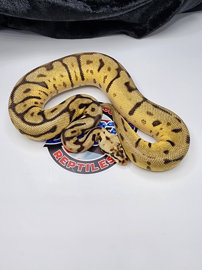 Leopard Pastel Spider Het Puzzle Ball Python by Dark Cloud Reptiles