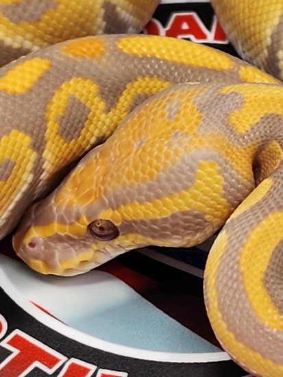 Super Vanilla Ultramel Caramel Albino Ball Python by Dark Cloud Reptiles