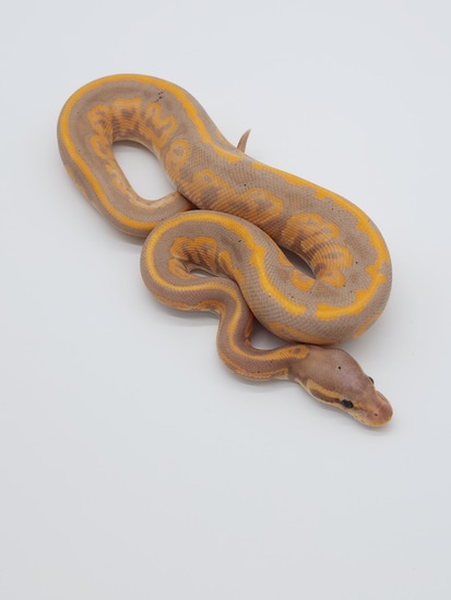 Black Pastel Orange Dream Coral Glow Cypress Ball Python by Dark Cloud ...