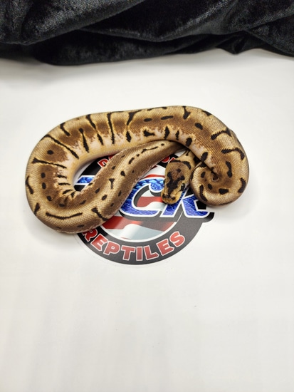 Spider Puzzle Ball Python by Dark Cloud Reptiles