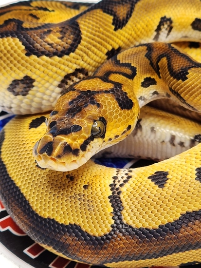 Cinder Clown Ball Python by Dark Cloud Reptiles