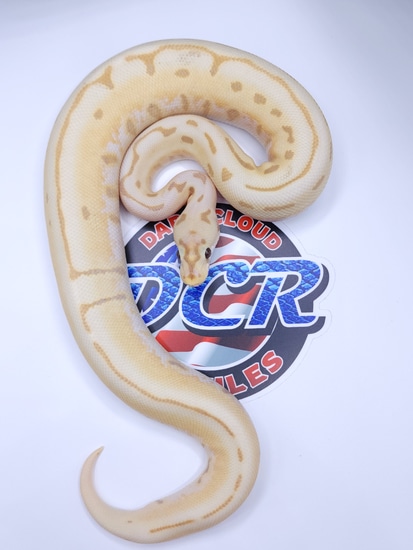 Banana Spider Puzzle Ball Python by Dark Cloud Reptiles