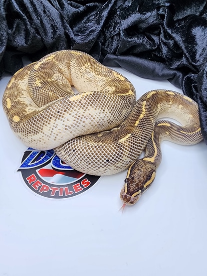 Mardi Gras Ball Python by Dark Cloud Reptiles