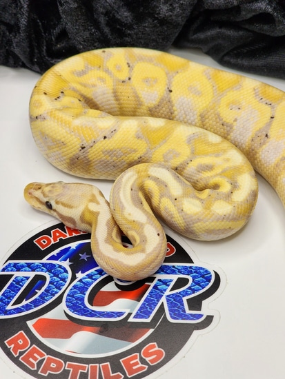 Firefly Mojave Banana Het Puzzle Ball Python by Dark Cloud Reptiles