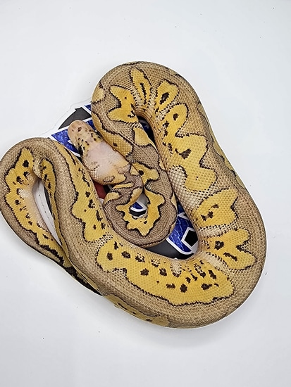 Super Pastel Clown Het Puzzle Ball Python by Dark Cloud Reptiles
