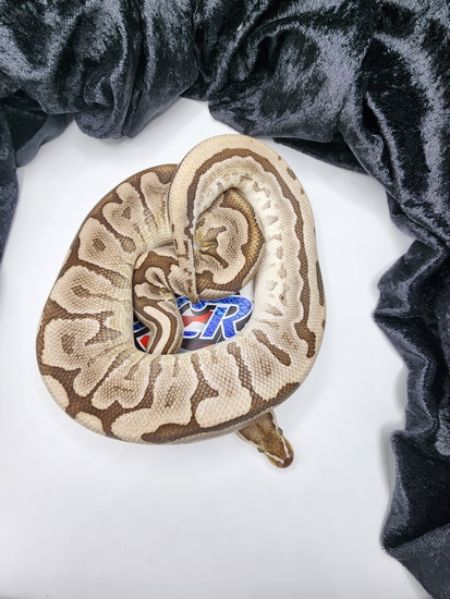 Leopard Bamboo Het Puzzle Ball Python by Dark Cloud Reptiles