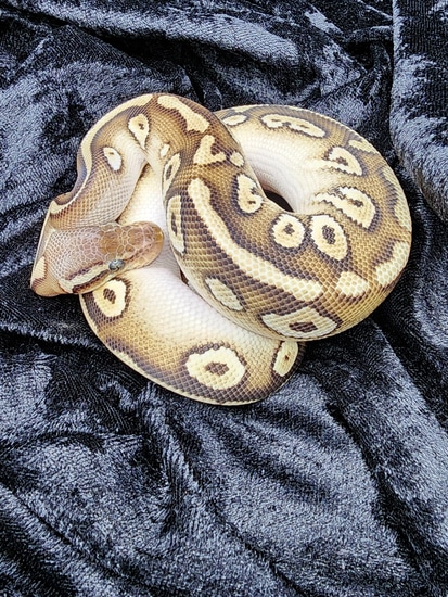 Pastel Mojave Cinder Het Clown Ball Python by Dark Cloud Reptiles