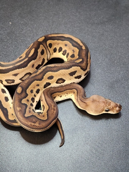Cinnamon Leopard Clown Ball Python by Dark Cloud Reptiles