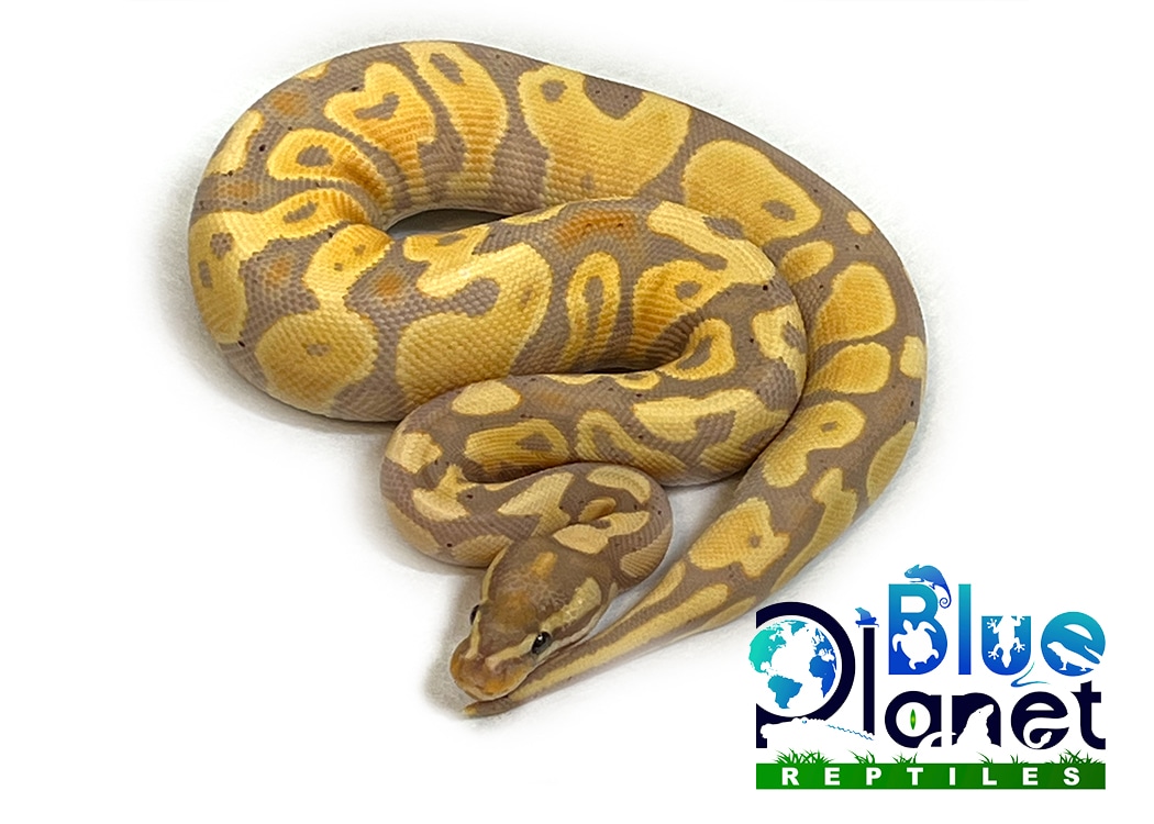 Banana Yellow Belly Ball Python by Blue Planet Reptiles - MorphMarket